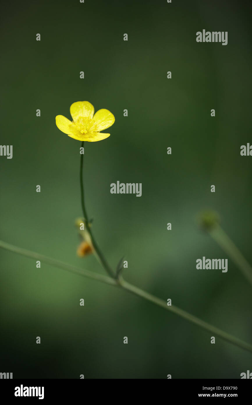 paigle flowers on the meadow, toned photo Stock Photo - Alamy