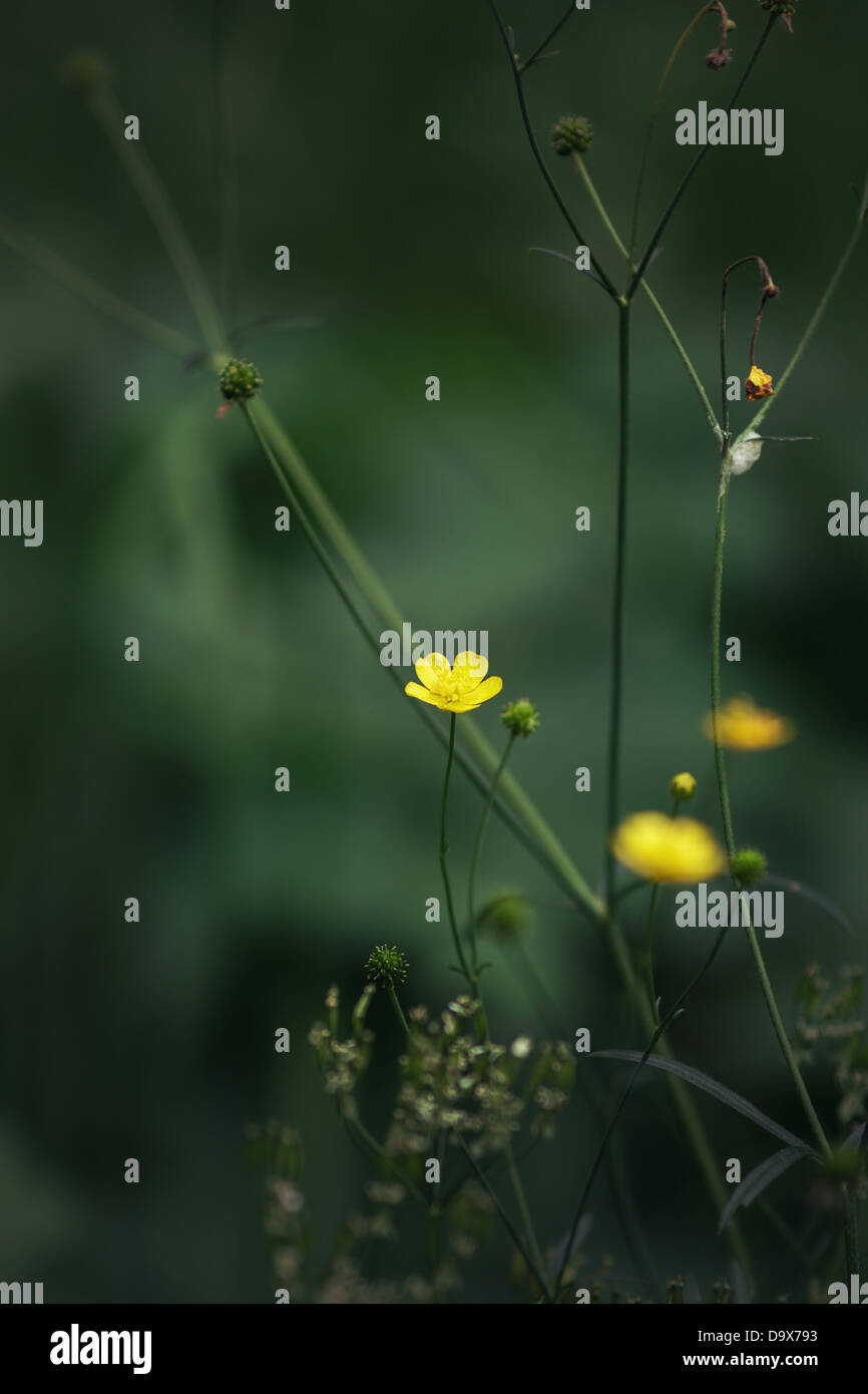 paigle flowers on the meadow, toned photo Stock Photo - Alamy
