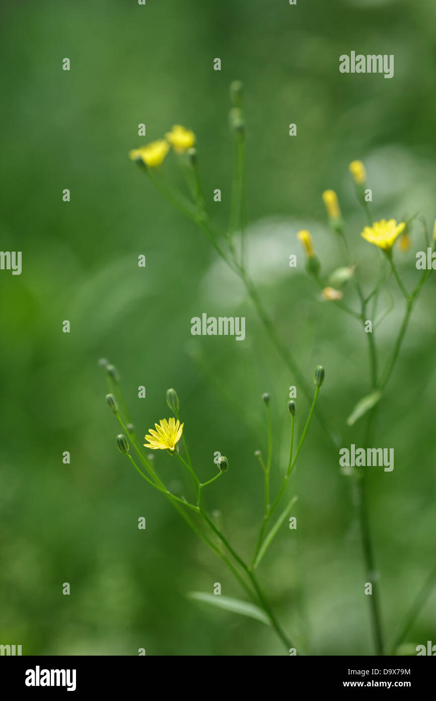 paigle flowers on the meadow, toned photo Stock Photo - Alamy
