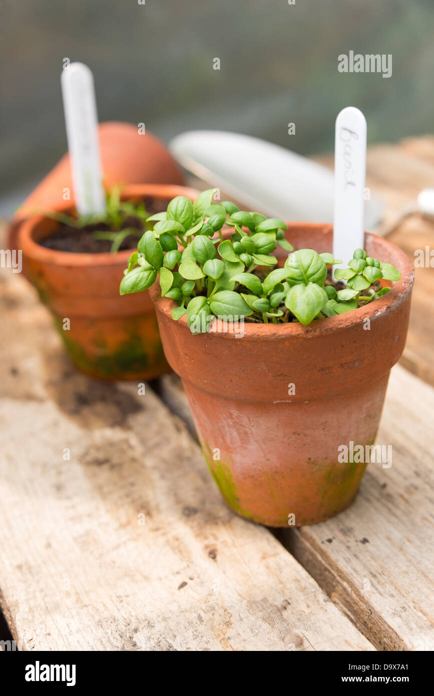 Pot of sweet Basil (Ocimum basilicum) and Chamomile. UK Stock Photo - Alamy