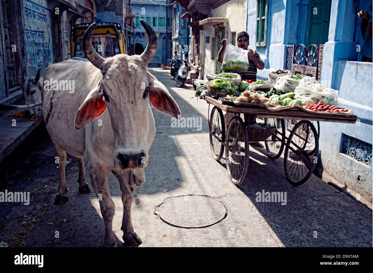 Cow gazing and vegetables stall in an alley. Jodhpur, Rajasthan, India ...