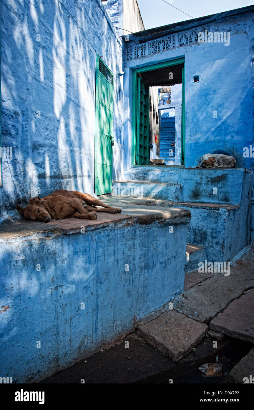 Dogs sleeping outside a blue house. Jodhpur, Rajasthan, India Stock ...