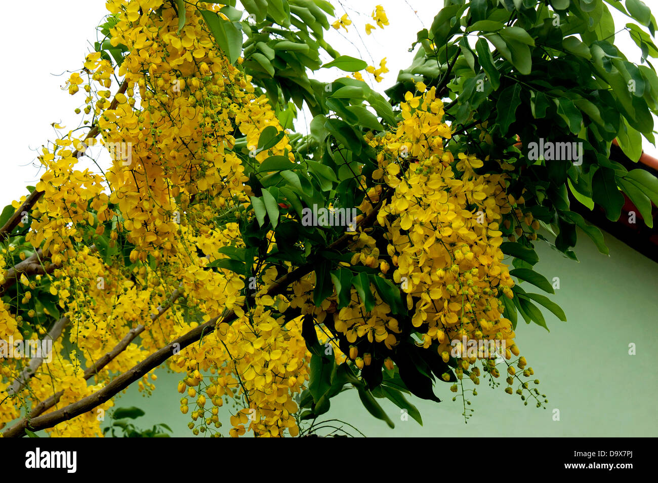 KANIKONNA (CASSIA FISTULA), RELATED TO VISHU, OFFICIAL FLOWER OF Stock ...