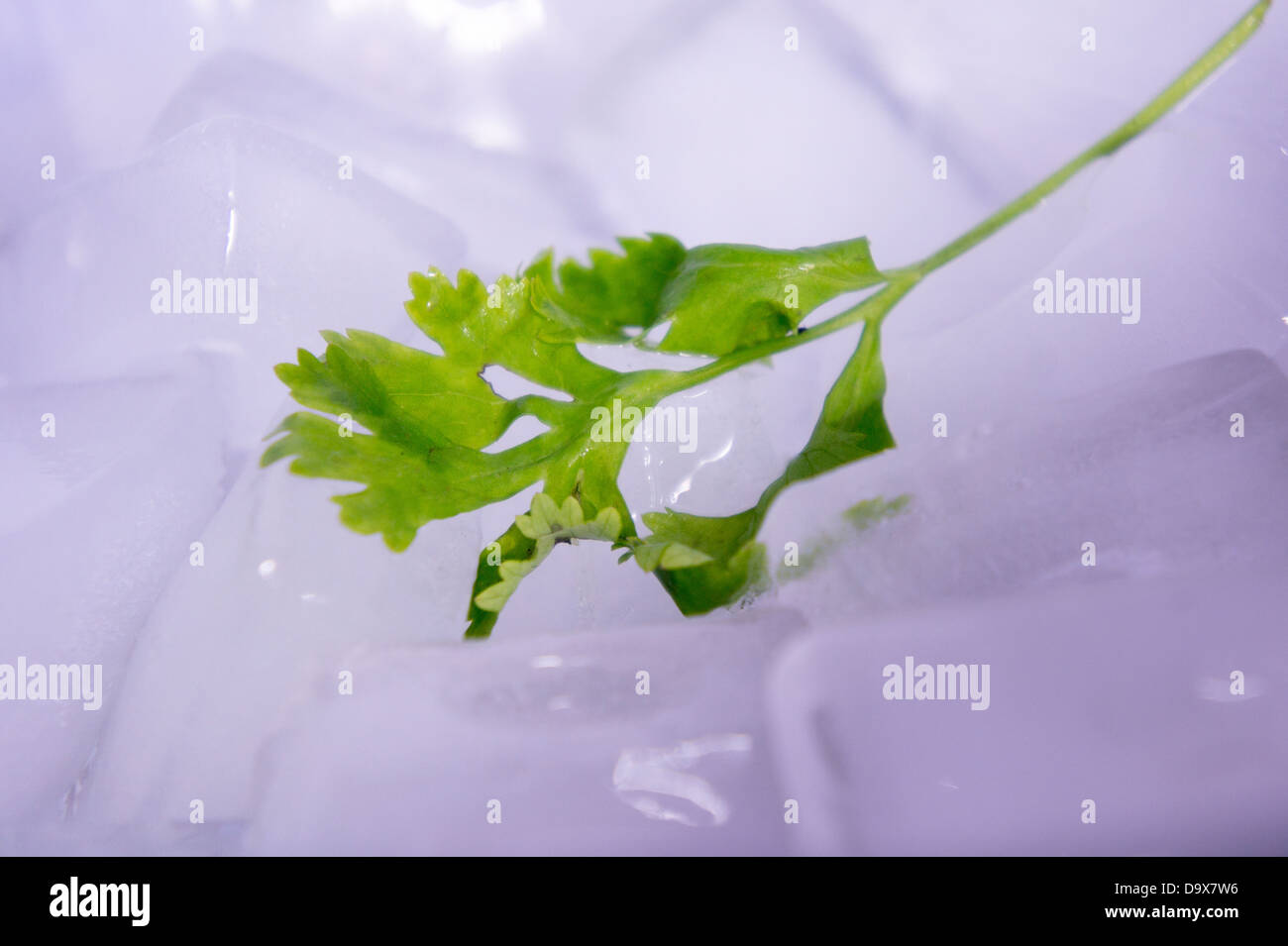 Coriander (Coriandrum sativum) Leaf on Ice Cubes Stock Photo - Alamy