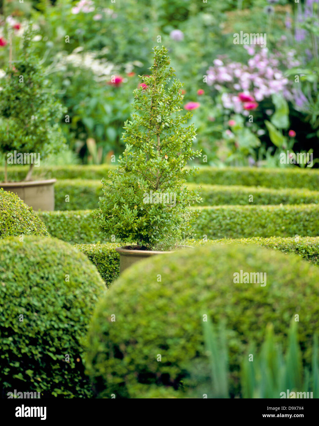 Clipped box topiary hedging and small tree in pot in large country ...