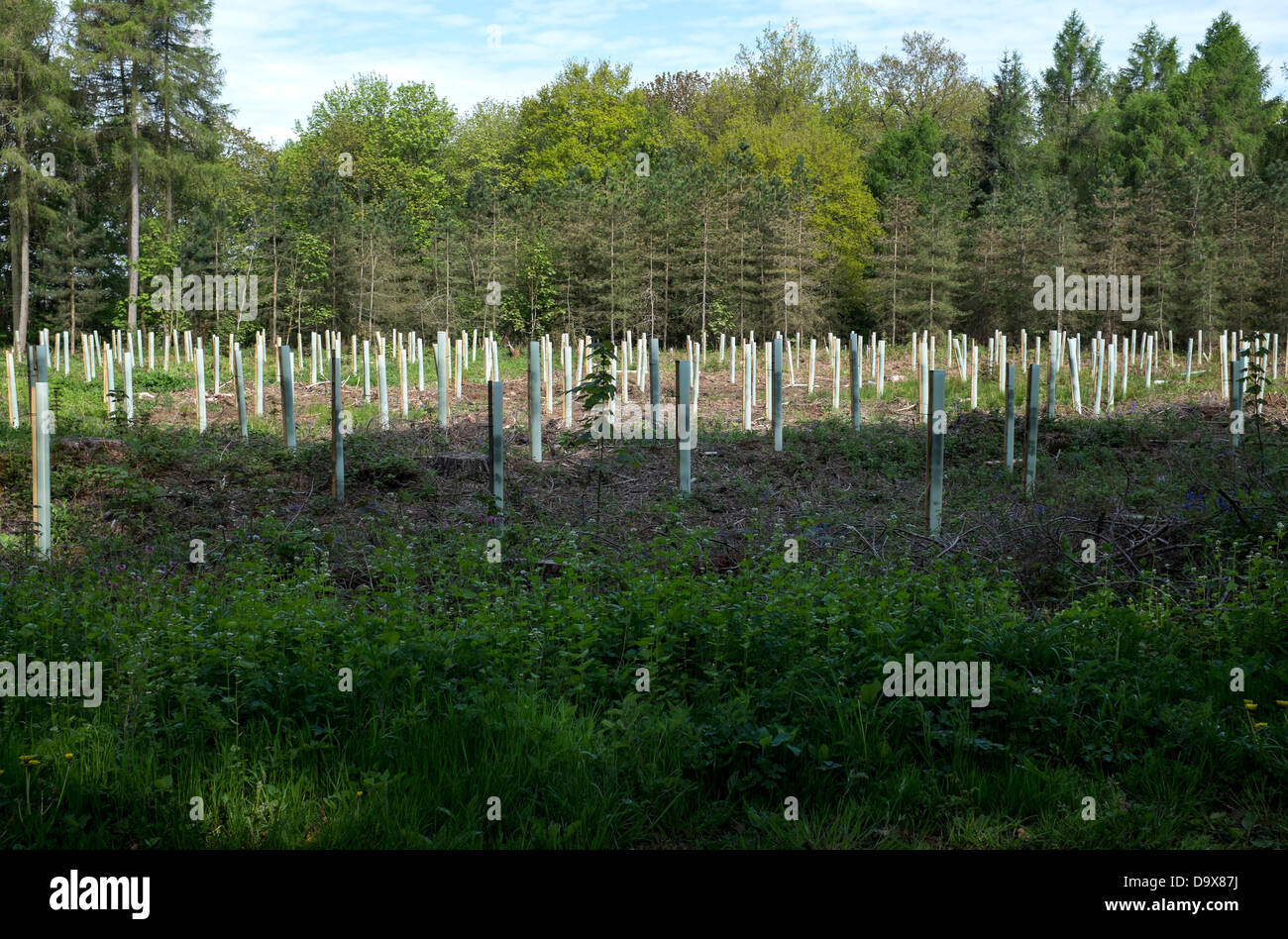 Young Planted Trees with Plastic Protective Shields in Forest Stock ...