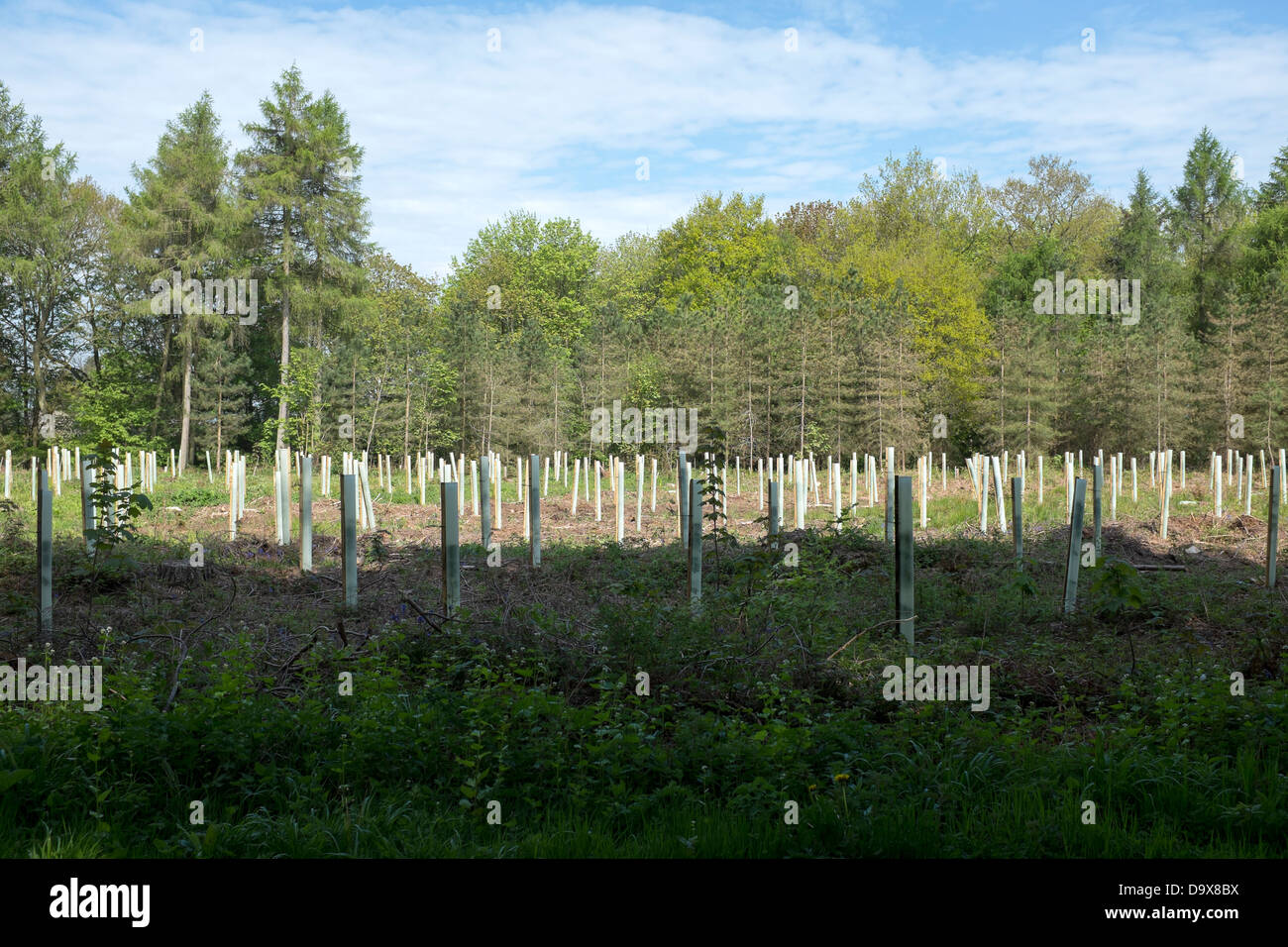 Young Planted Trees with Plastic Protective Shields in Forest Stock ...