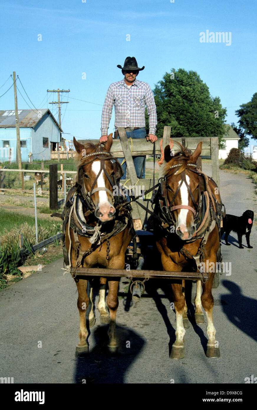 cowboy rancher poses for photograph while driving a team of horses on ...