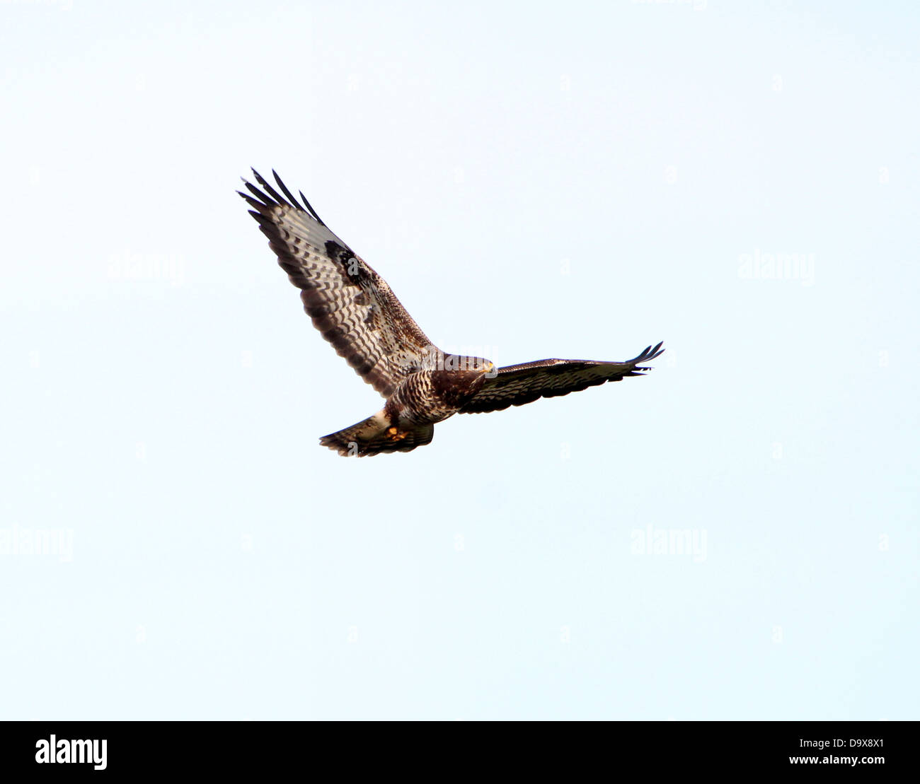 European Buzzard (buteo buteo) in flight Stock Photo - Alamy