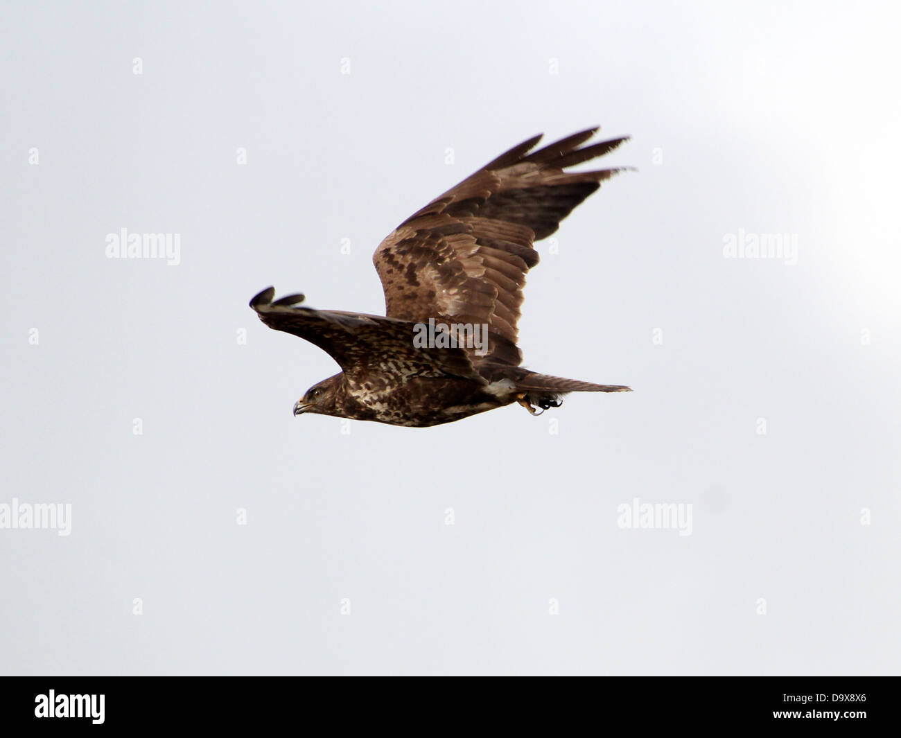 European Buzzard (buteo buteo) in flight Stock Photo - Alamy