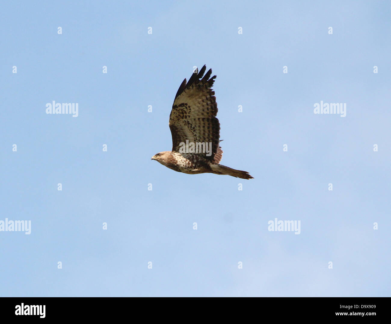 European Buzzard (buteo buteo) in flight Stock Photo - Alamy