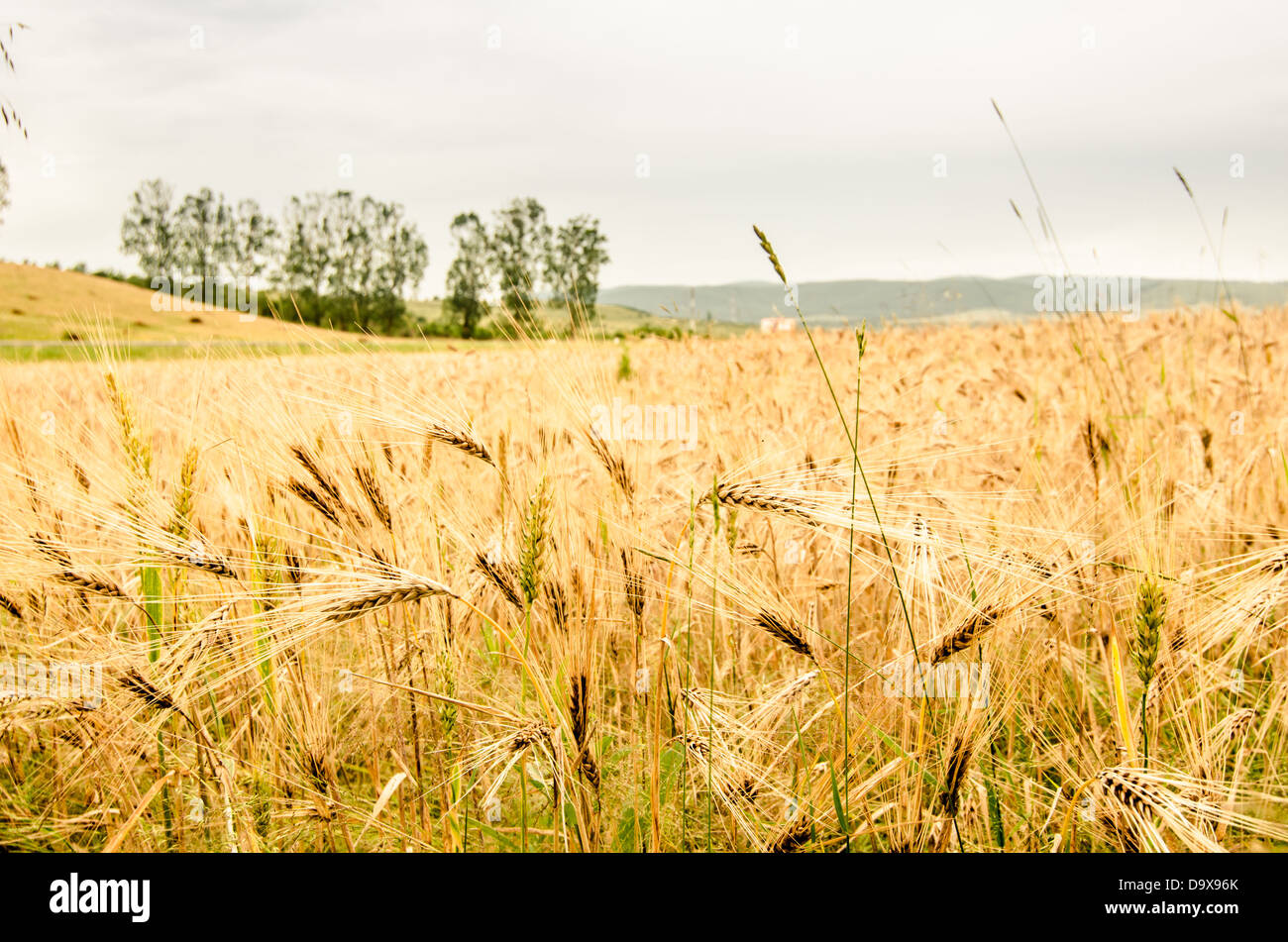Field ripe yellow wheat golden hi-res stock photography and images - Alamy