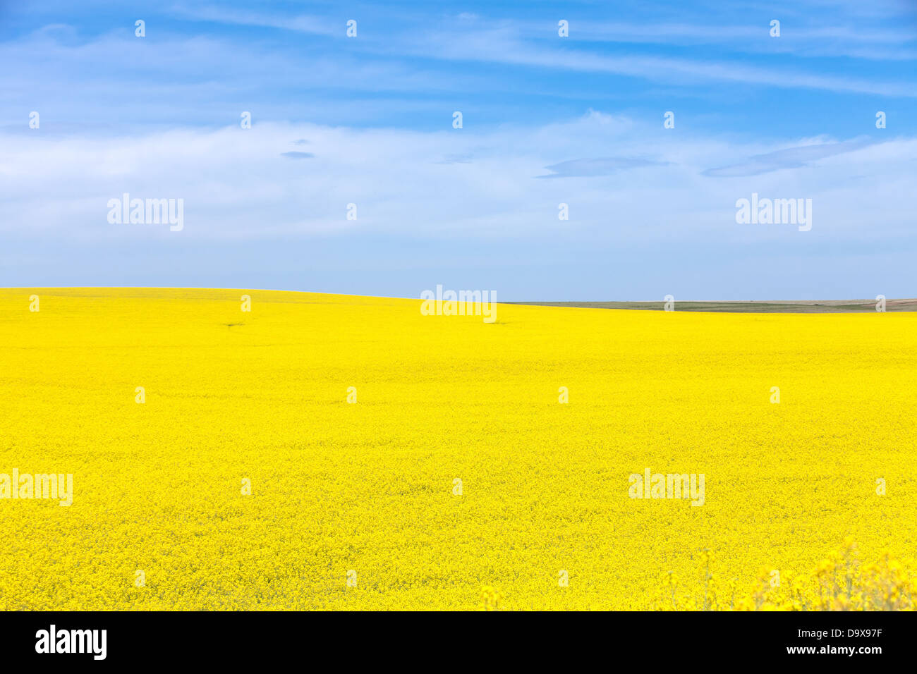 Yellow Canola Flower and blue sky in Palouse Washington State Stock ...