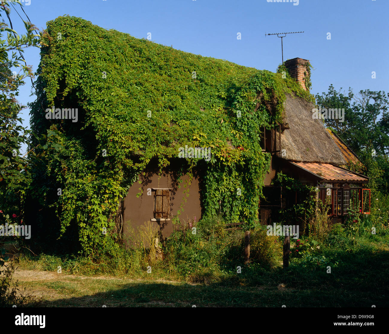 Medieval 15th century thatched cottage covered in Virginia creeper ...