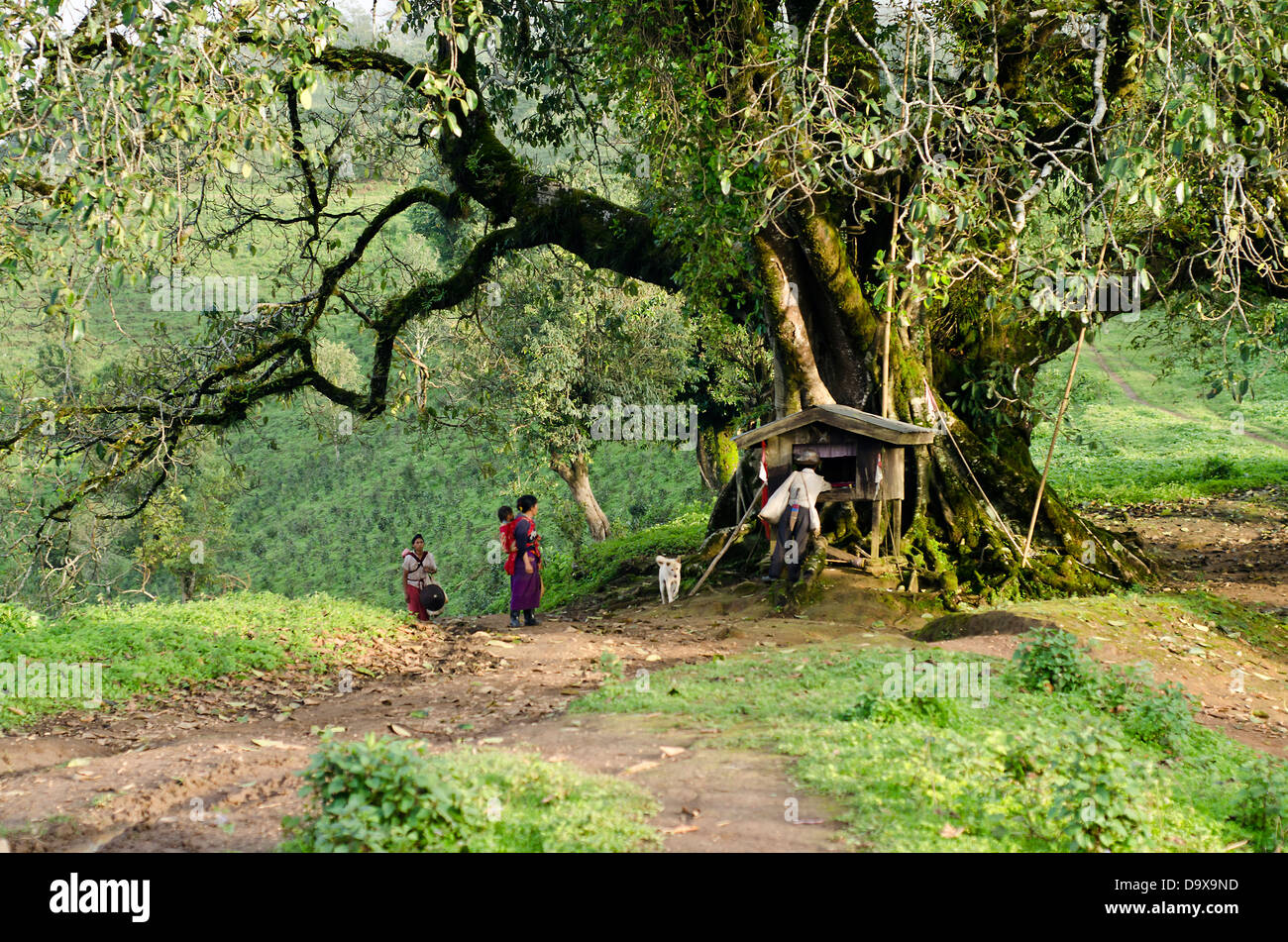 Sacred tree hi-res stock photography and images - Alamy