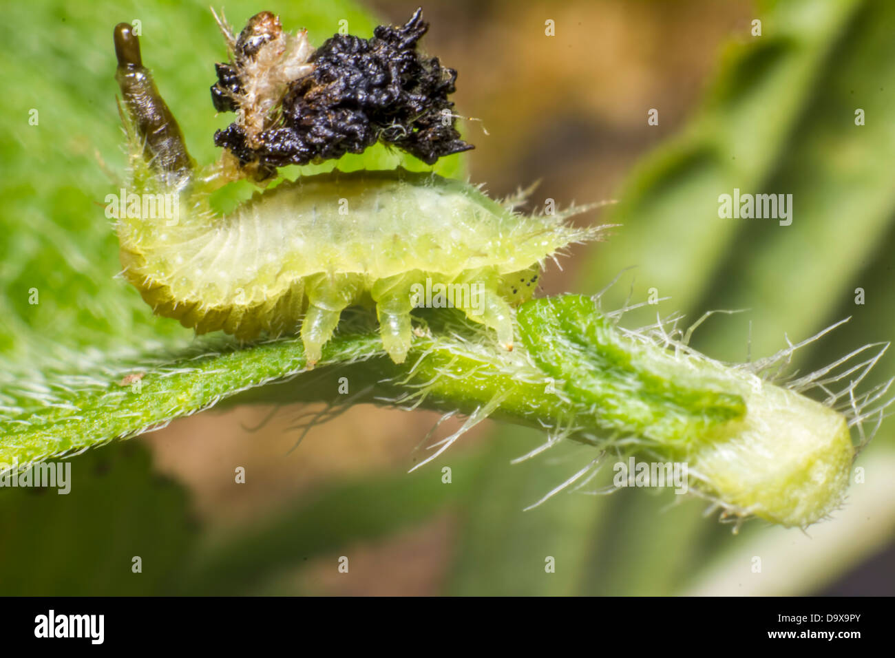 Mite portrait hi-res stock photography and images - Alamy