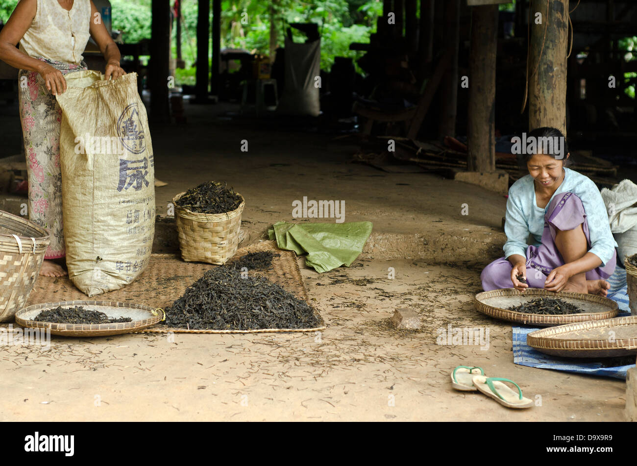 Burma tea factory namhsan tea hi-res stock photography and images - Alamy