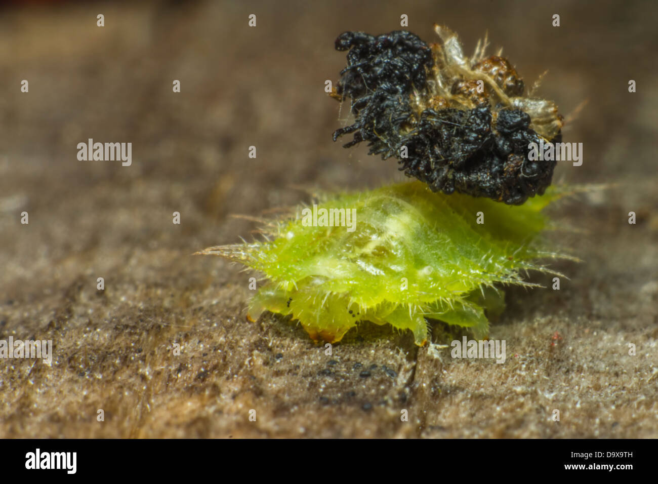 Portrait of a mite Stock Photo - Alamy