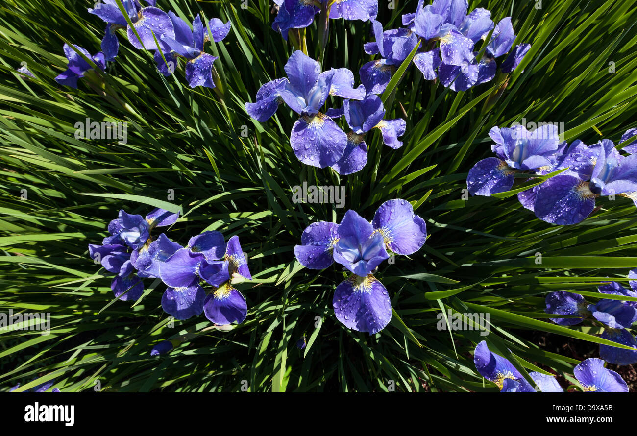 Purple Siberian Iris flower close up Stock Photo - Alamy
