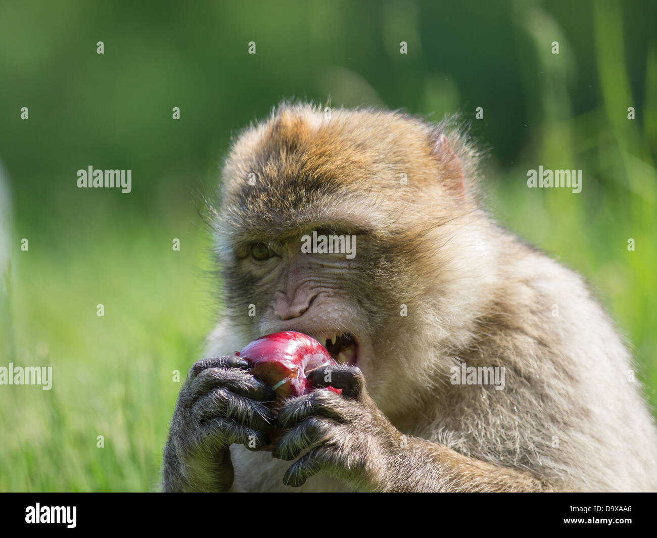 Barbary macaque monkey eating apple hi-res stock photography and images ...