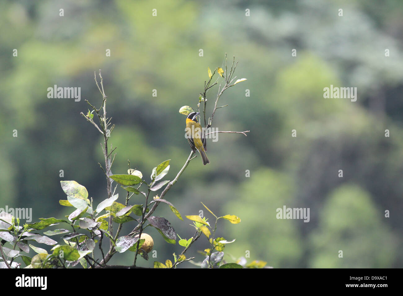 Puerto Rican Stripe-Headed Tanager Stock Photo - Alamy