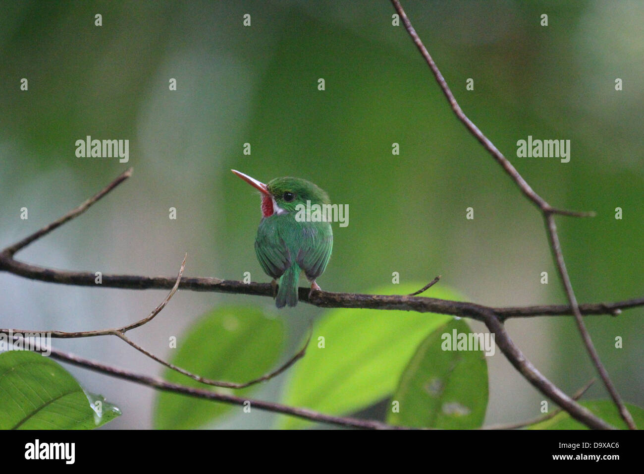 Puerto rico tody hi-res stock photography and images - Alamy