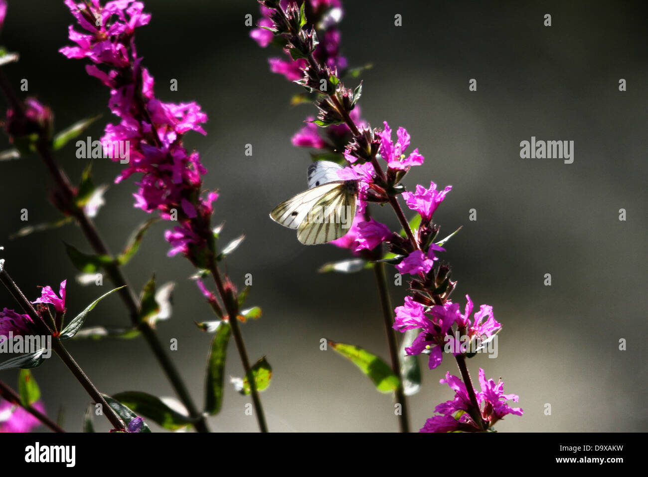 Clear wing hi-res stock photography and images - Alamy