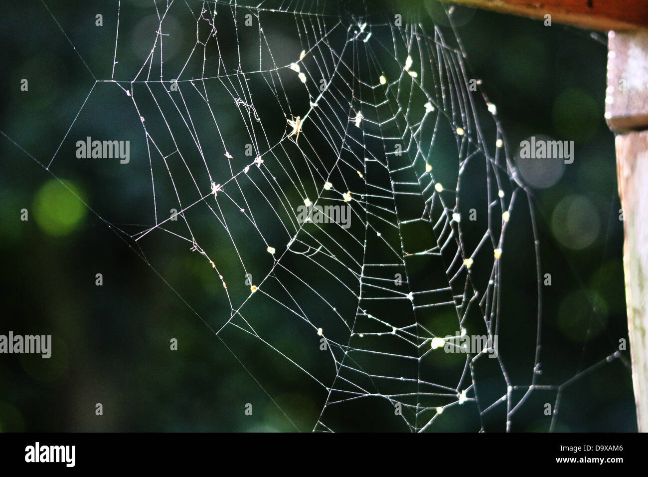 Spider web in sunlight with several small fly skeletons. Dark green ...