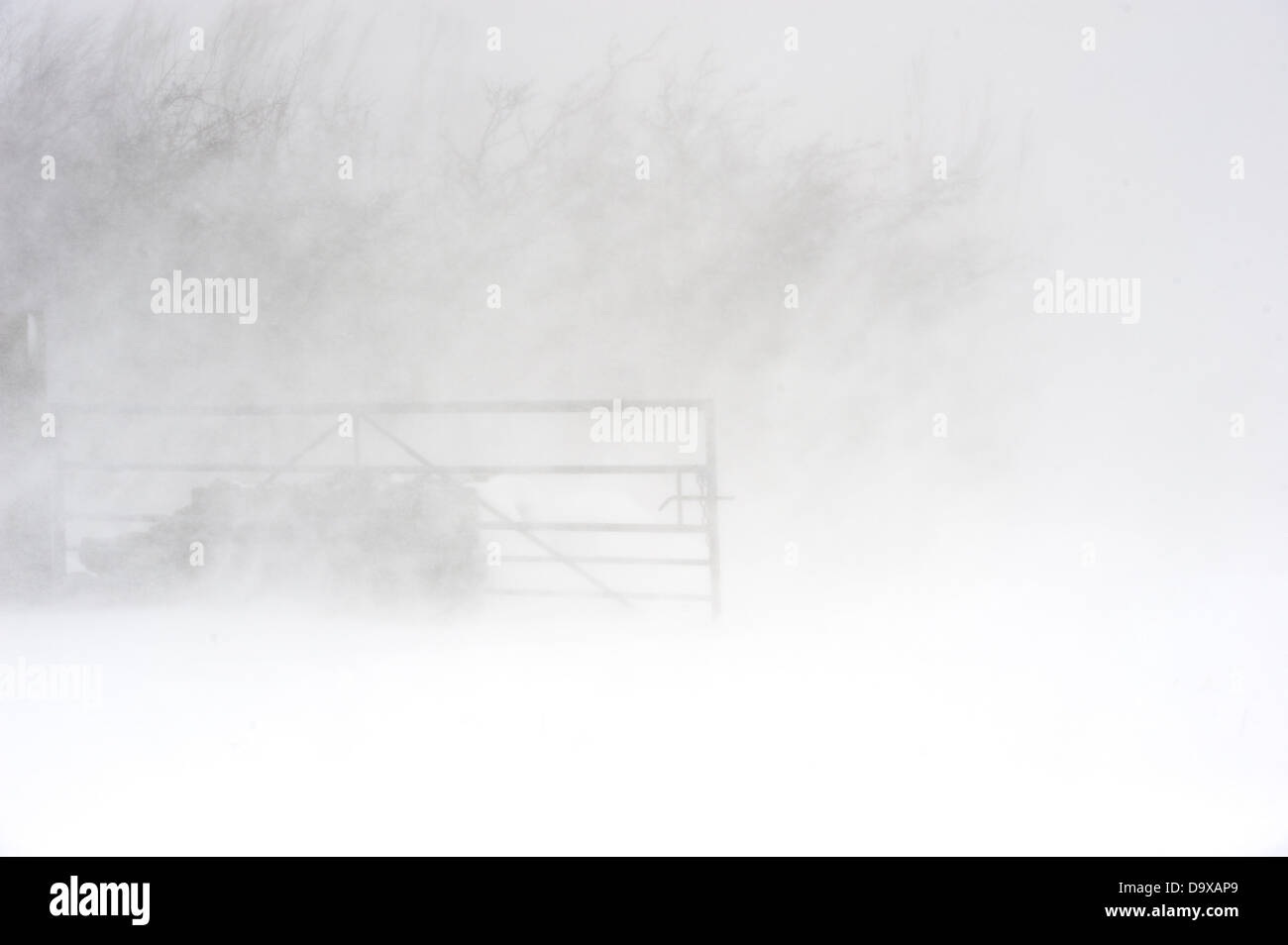 Blizzard snow hi-res stock photography and images - Alamy