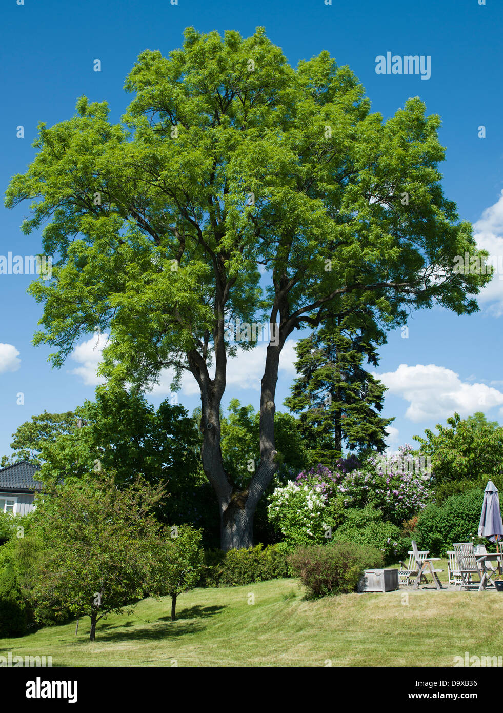 Big green tree in a garden Stock Photo - Alamy