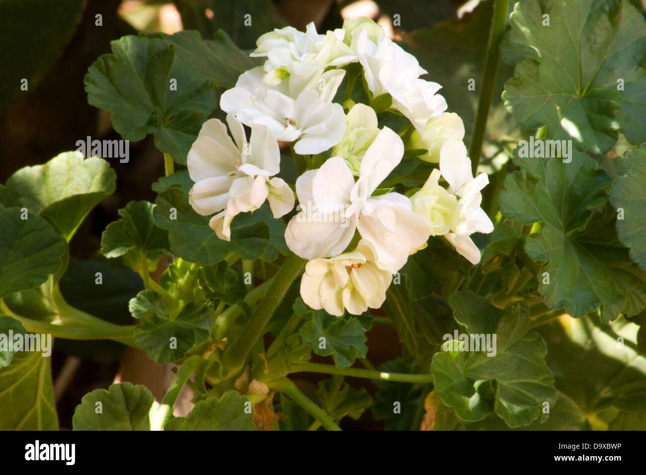 White geranium plant in bloom Stock Photo - Alamy