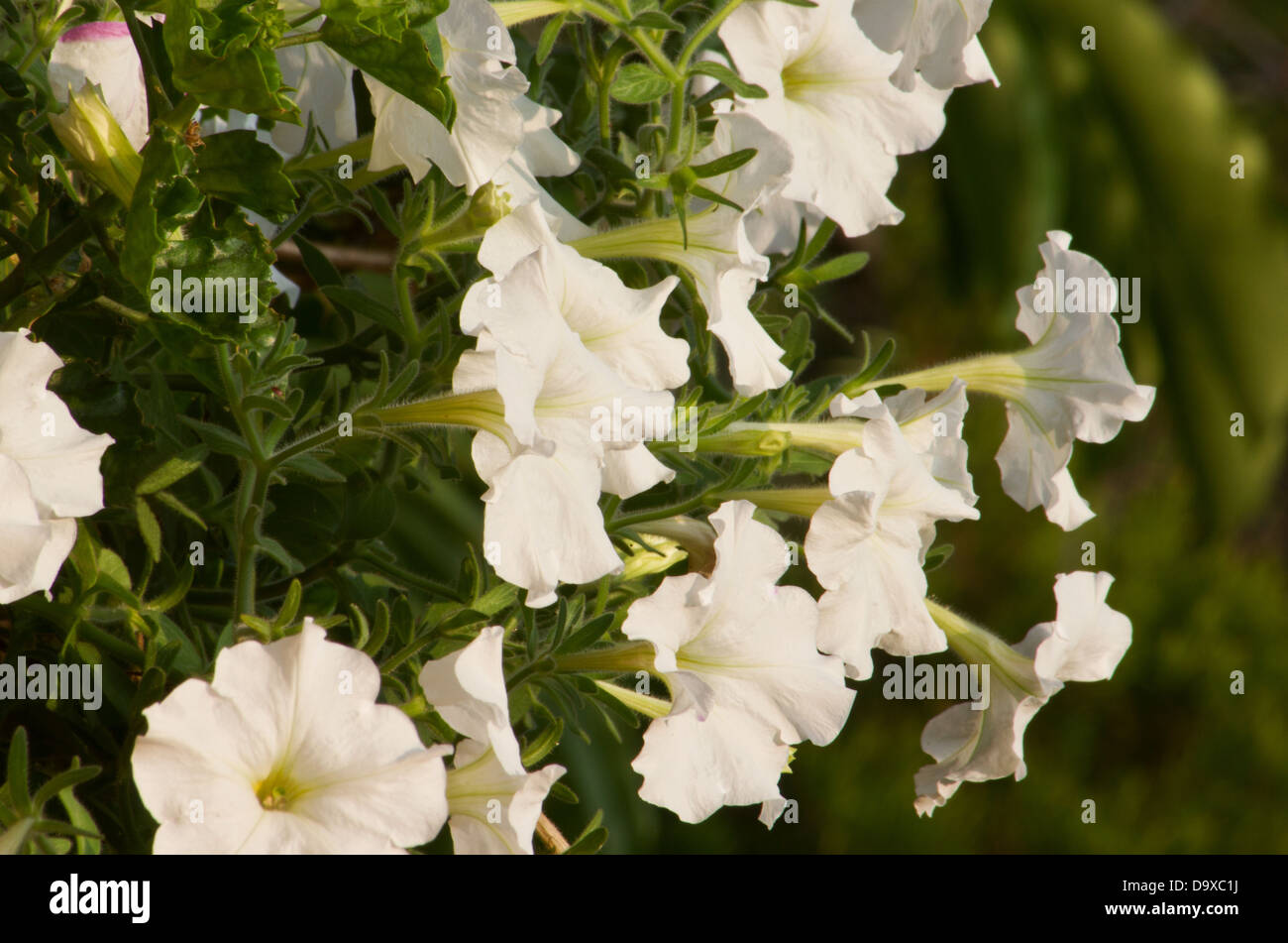 White petunia plant in bloom Stock Photo - Alamy
