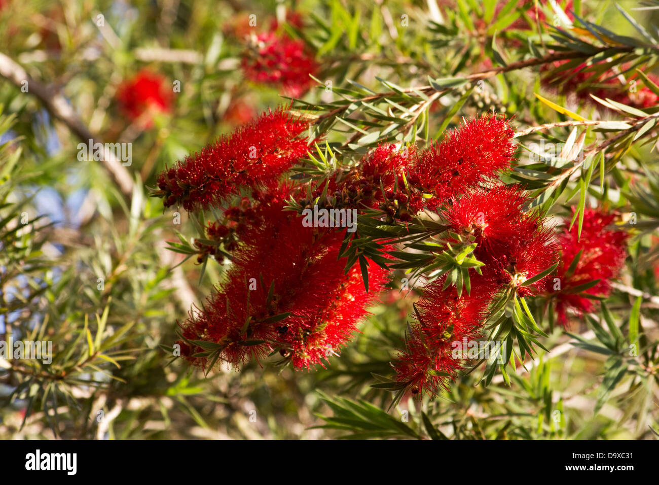 Lemon bottle brush (Callistemon citrinus) tree in bloom Stock Photo - Alamy