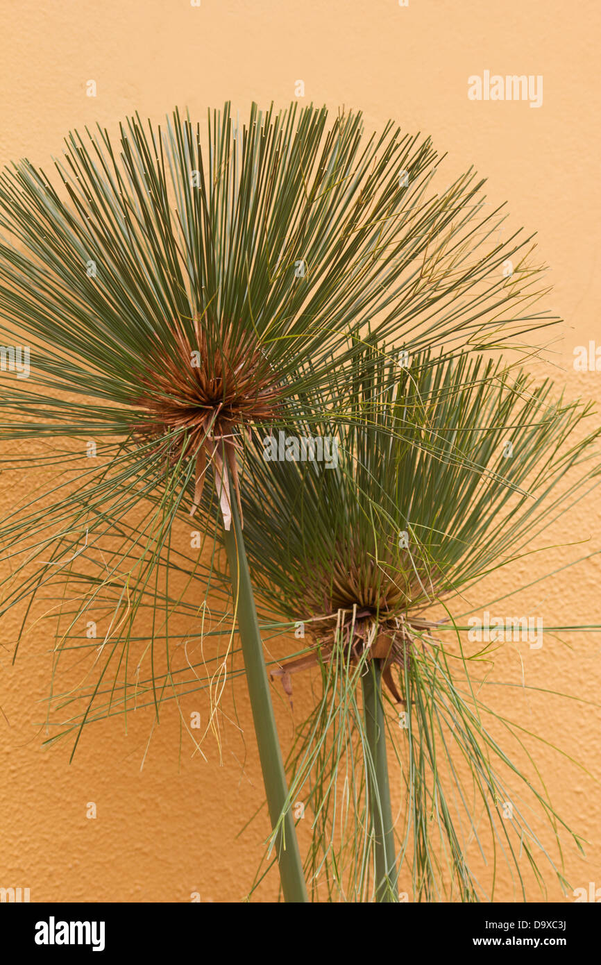 Cyperus papyrus hi-res stock photography and images - Alamy