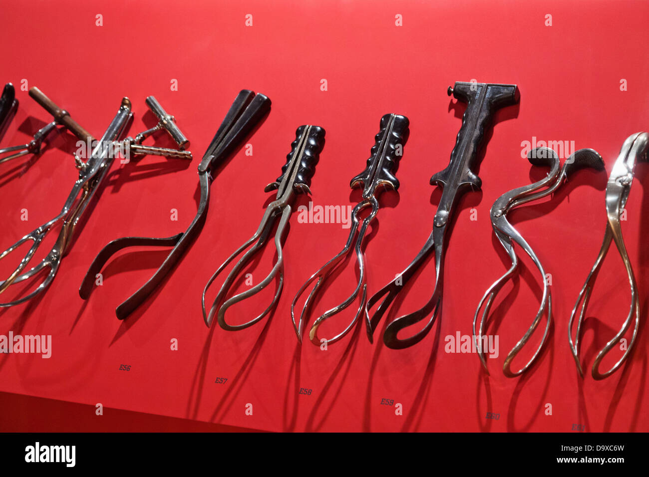 UK, England, London, Euston, The Wellcome Collection Museum, Display of ...