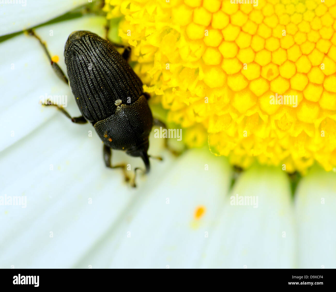 Flower weevil hi-res stock photography and images - Alamy