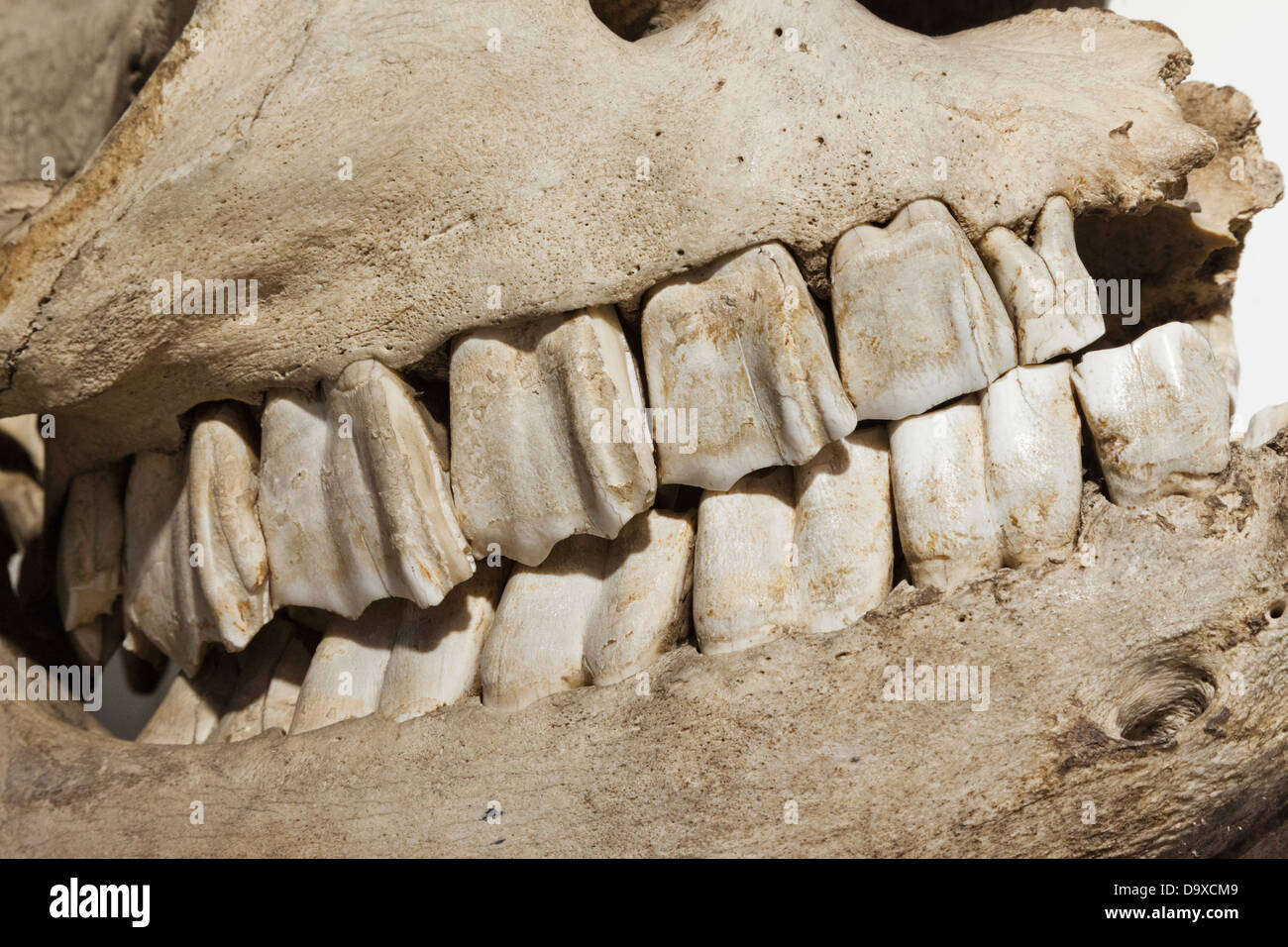 Rhinoceros skull hi-res stock photography and images - Alamy