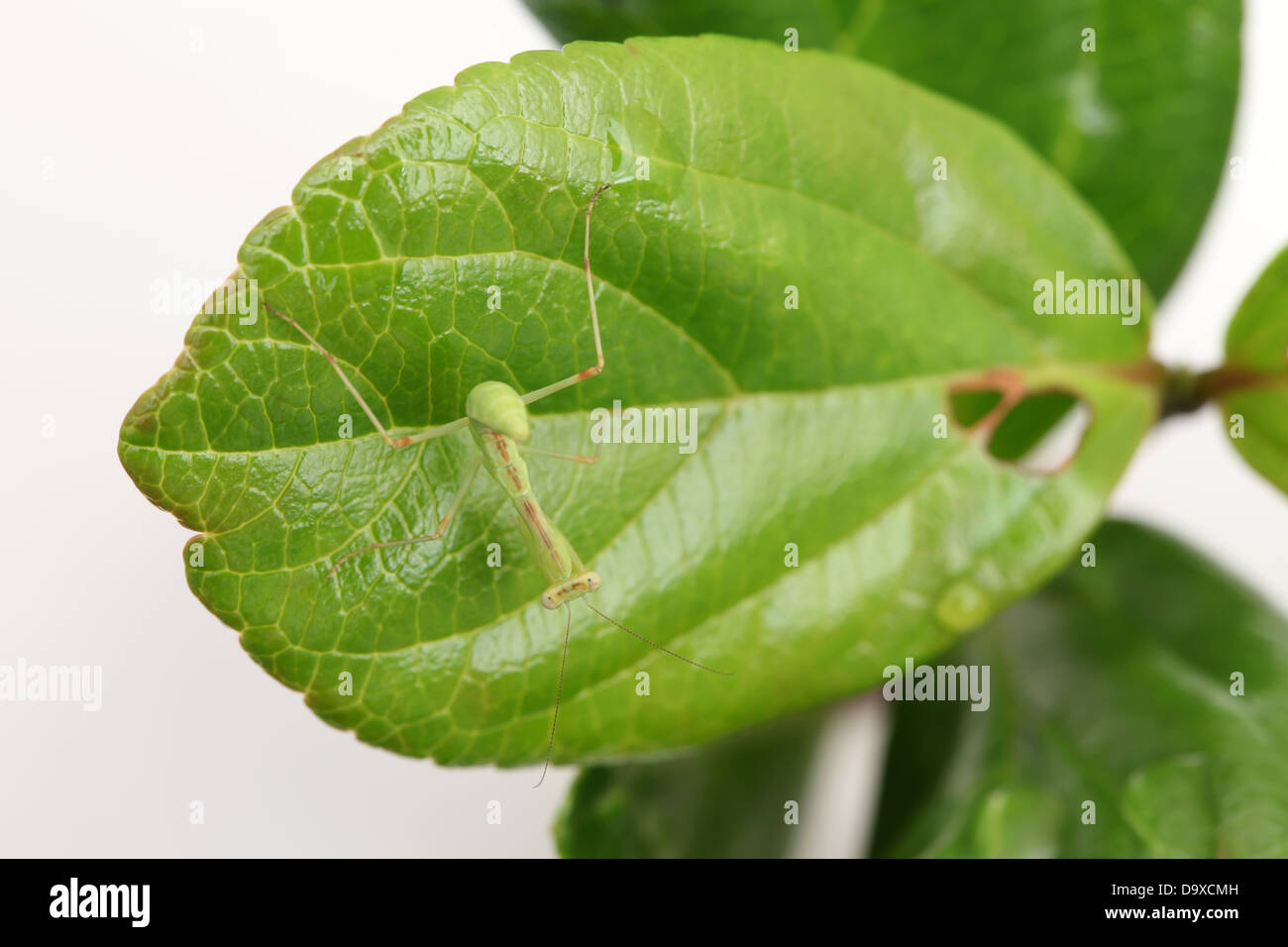 closeup of praying mantis larva on leaf Stock Photo - Alamy