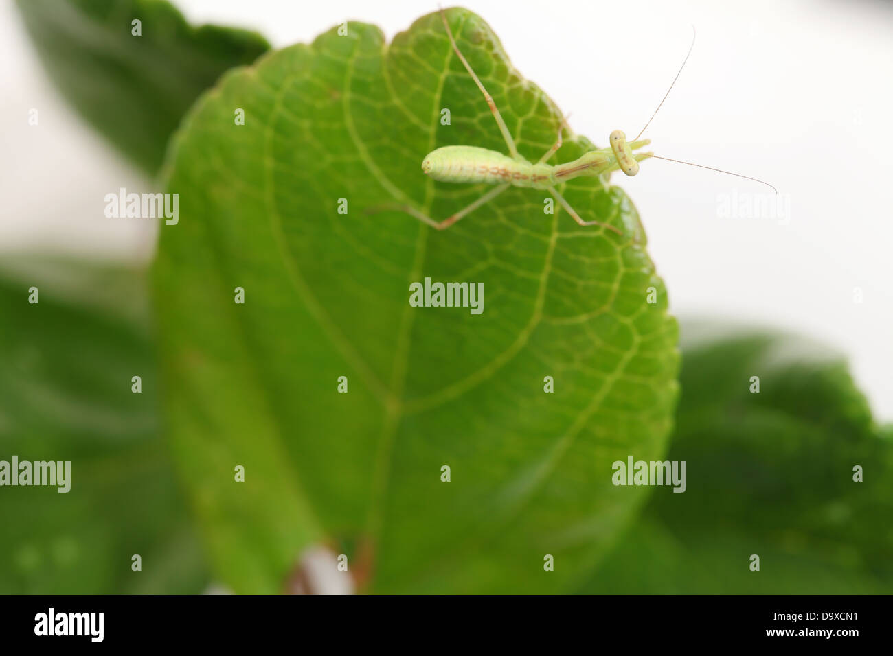 closeup of praying mantis larva on leaf Stock Photo - Alamy