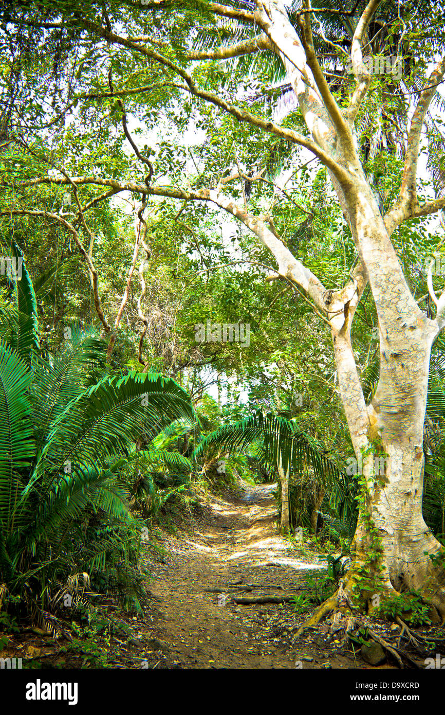 Path into jungle hi-res stock photography and images - Alamy