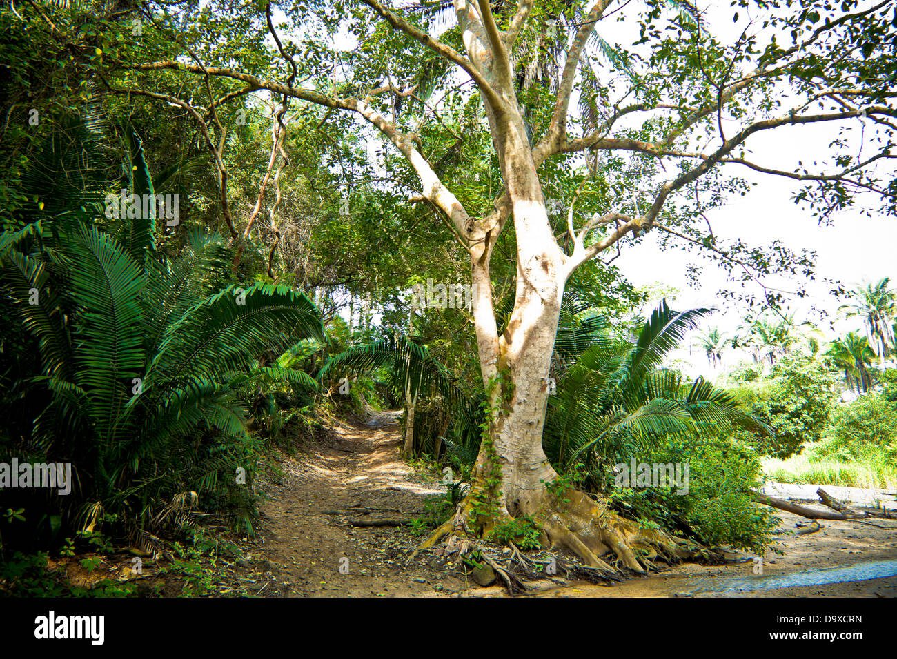 Path into jungle hi-res stock photography and images - Alamy