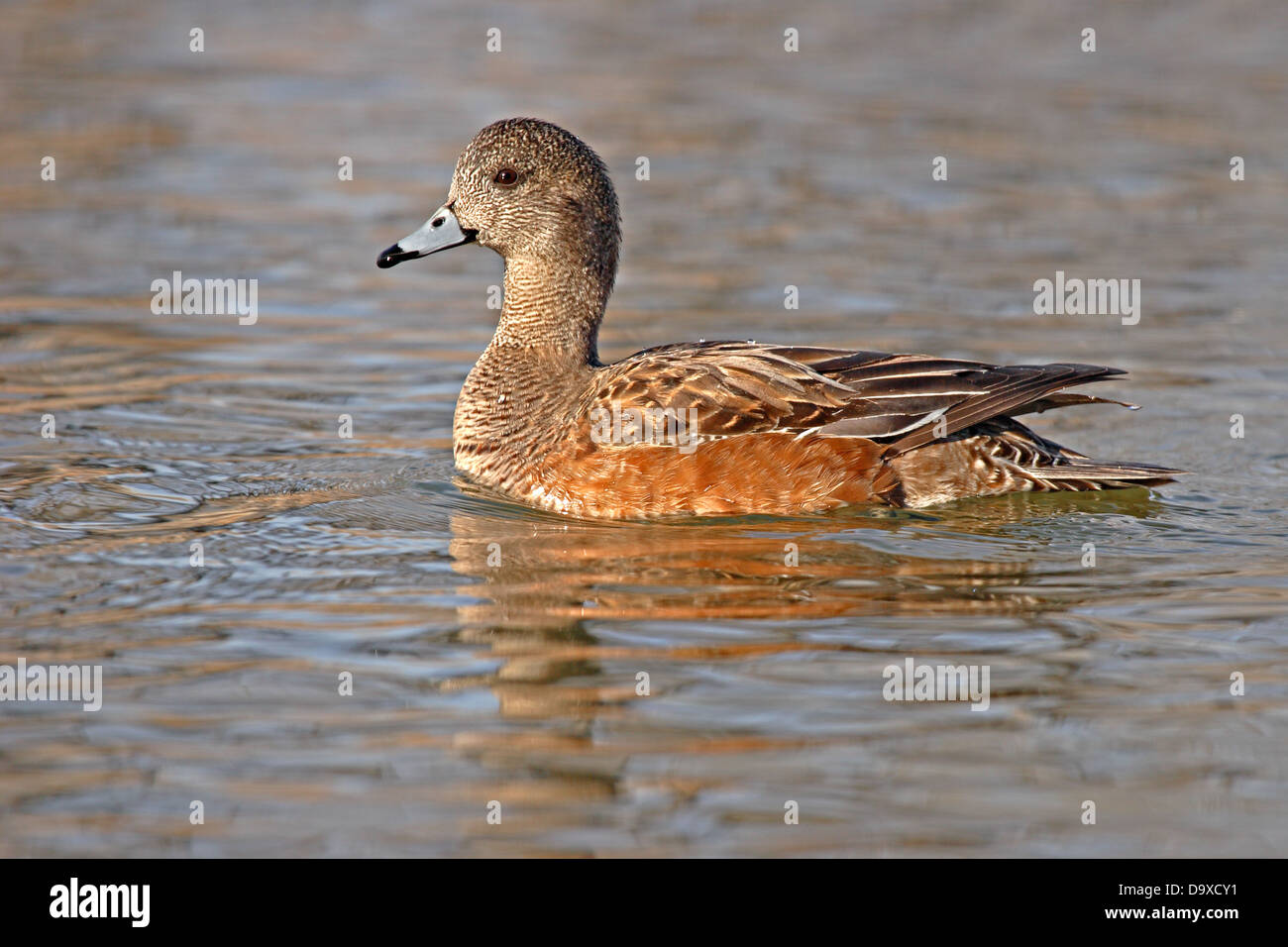 A portrait of a colorful female American Wigeon Stock Photo - Alamy