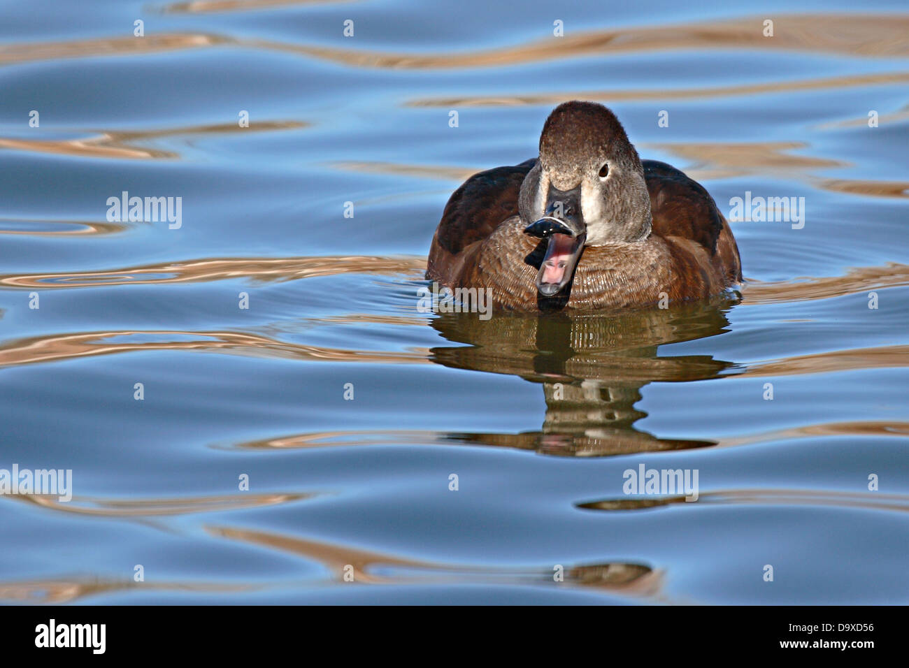 Female ring necked duck hi-res stock photography and images - Alamy