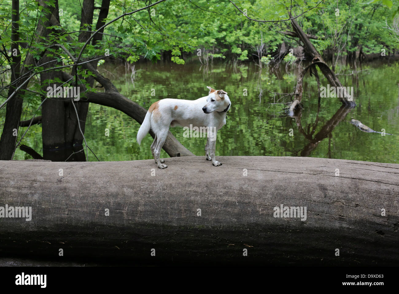 Balancing walking on fallen tree hi-res stock photography and images ...