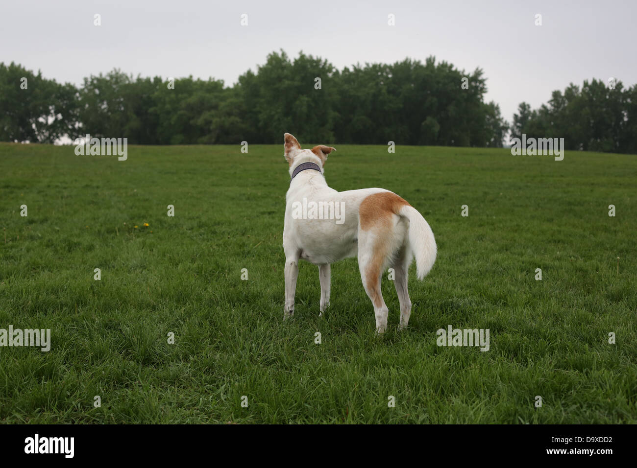 A dog standing in green grass looking into the distance Stock Photo - Alamy