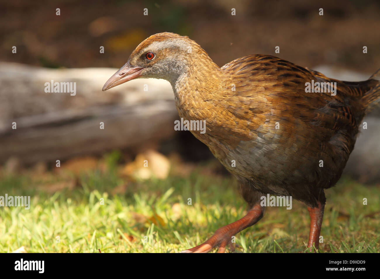 Weka new zealand hi-res stock photography and images - Alamy