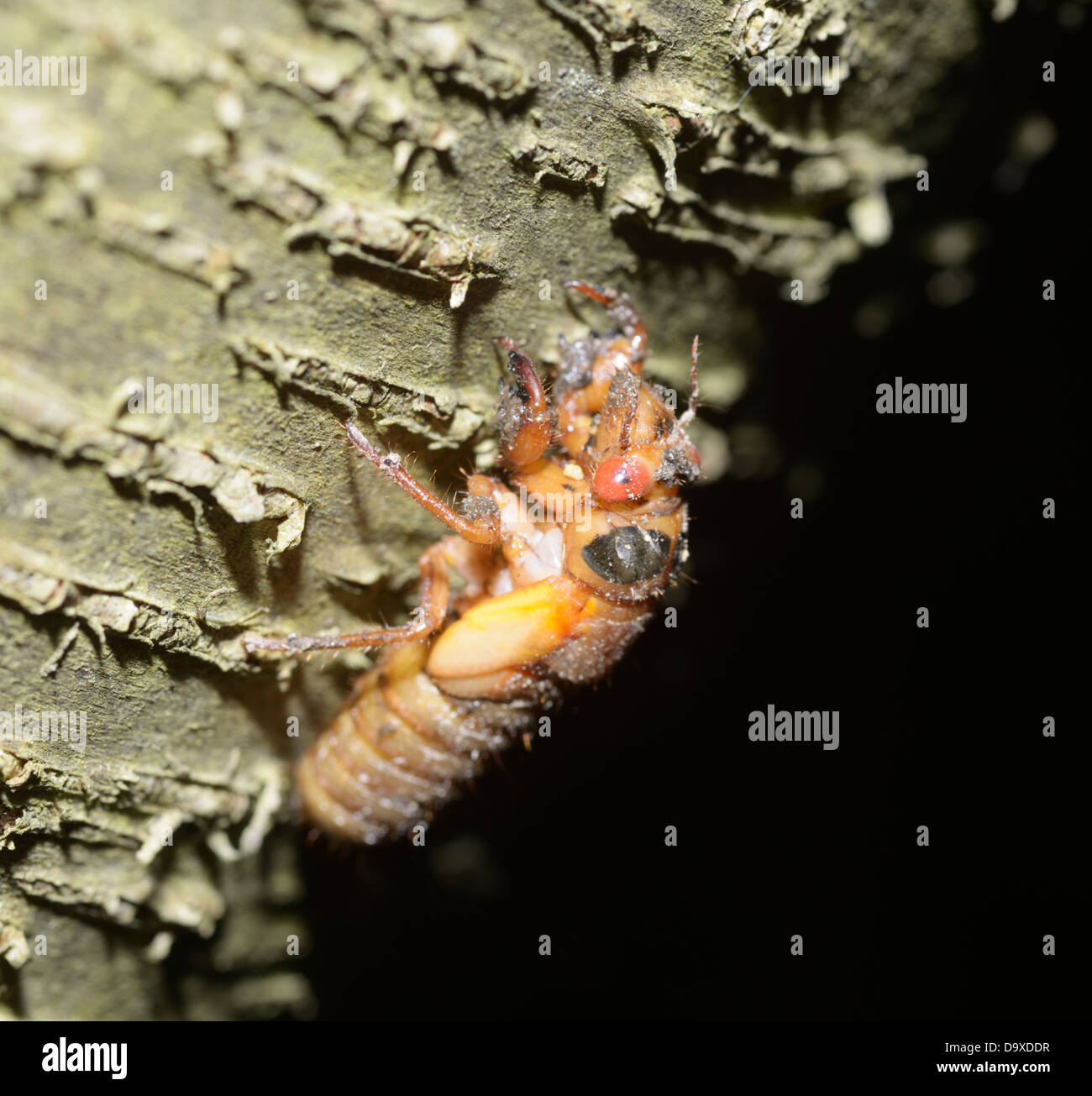 Periodical (17 year) cicada, Magicicada septendecim, nymph emerged from ...