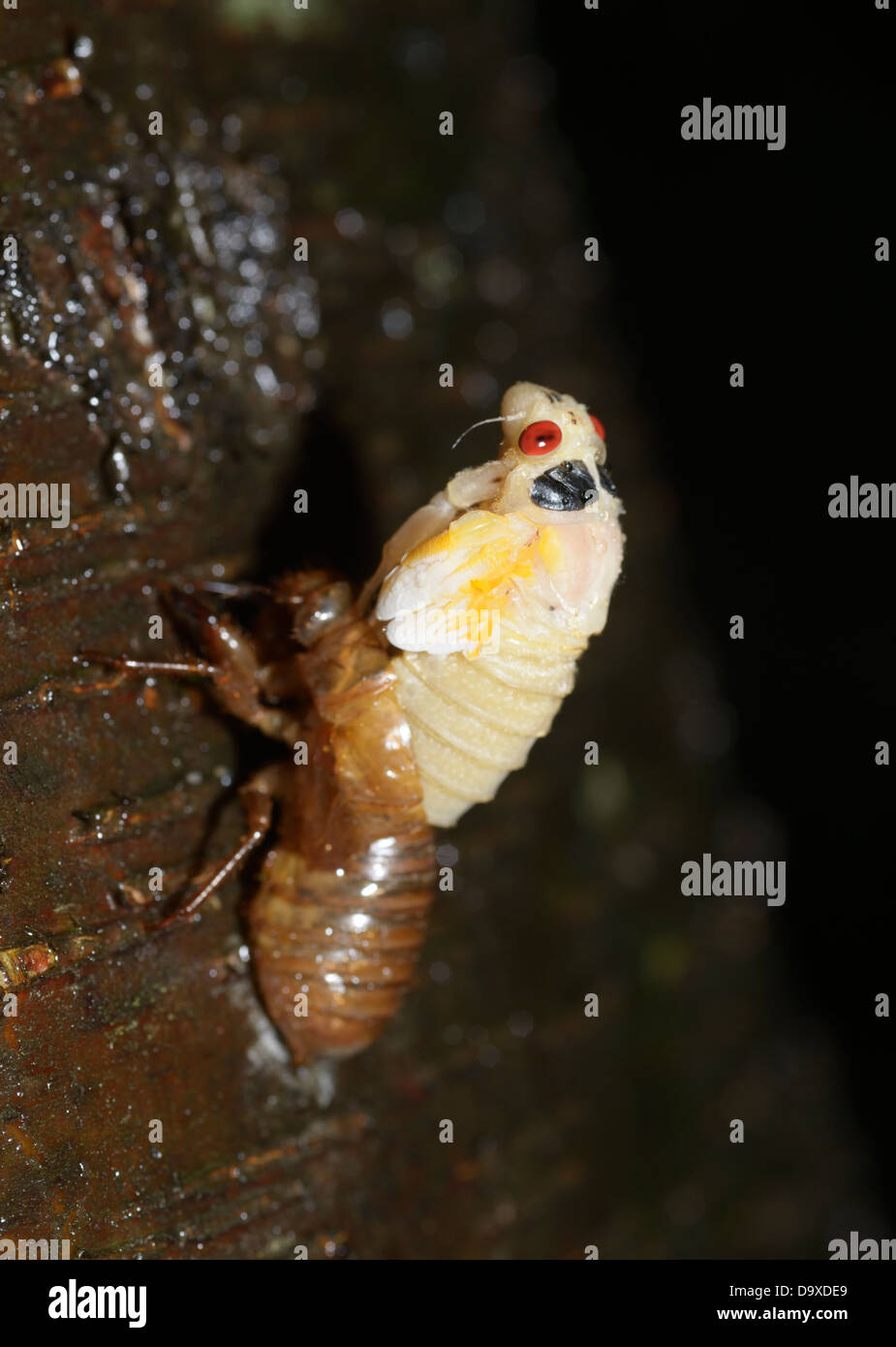 Periodical (17 year) cicada, Magicicada septendecim, adult emerging ...