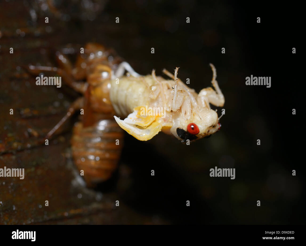 Periodical cicada hi-res stock photography and images - Alamy