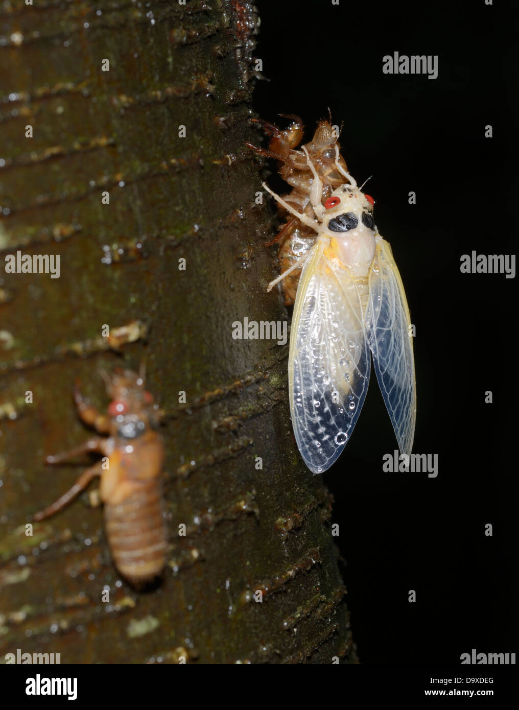 Periodical cicada emerging metamorphosis hi-res stock photography and ...